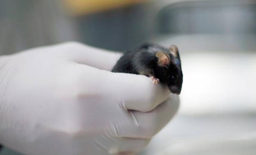 Bilim insanları farelerde abur cubur yemekten oluşan kiloları önleyen ...